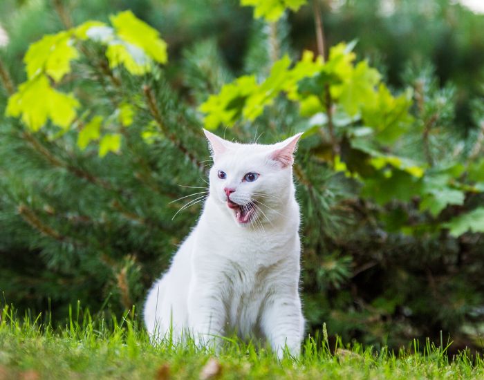 Angora turceasca - care este caracterul sau? Ce trebuie sa stiti despre rasa? | Fera.ro